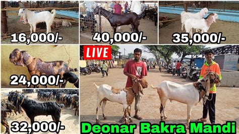 Deonar Bakra Mandi Latest Update 2023 Saturday Live Market Youtube