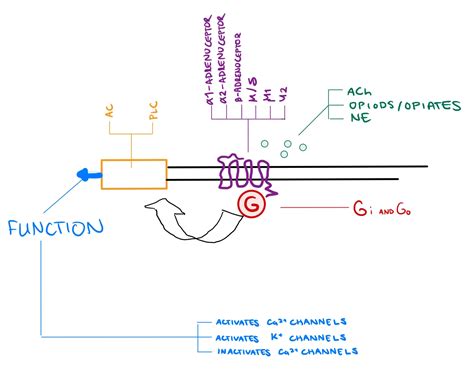 Gi Go Gpcr Path Quiz