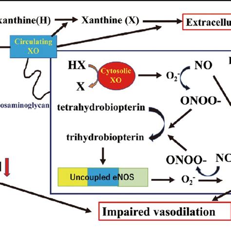 Xanthine Oxidase And Endothelial Function By Converting Hypoxanthine