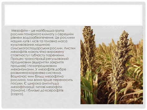 Презентація на тему Вплив генотипу і факторів зовнішнього середовища на рослинні організми