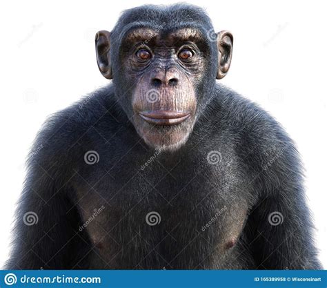 Angry Monkey Sound Effect Prosounds By Bdenny Meme Sound Effect