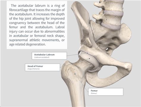 Acetabular Labrum Anatomy Labral Tear Hip