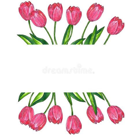 Set Of Pink Tulips With Stems And Leaves Elements For Design In Pastel