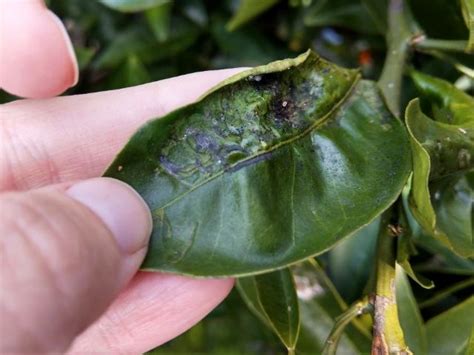 Why Is My Lime Tree Dying Causes And Solutions Plant Food At Home
