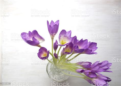 복사 공간이있는 흰색 배경에 꽃병에 보라색 크로커스 꽃 0명에 대한 스톡 사진 및 기타 이미지 0명 개념 개체 그룹