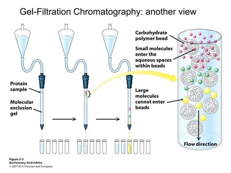 Gel Filtration Chromatography Lecture Ppt