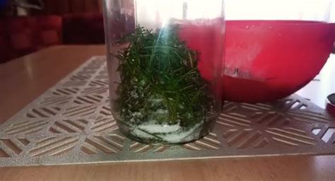 Сироп от борови иглички при кашлица бронхит и за силен имунитет РЕЦЕПТИ За Жената