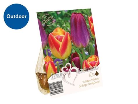 Colour Mix Bulbs Lidl Great Britain Specials Archive