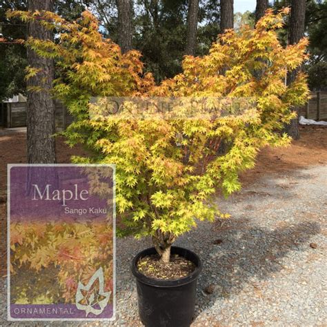 Deciduous Trees For Sale Online Plants Melbourne Australia Page