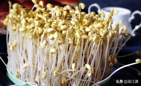 豆芽菜情結 每日頭條
