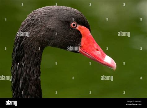 Black Swan Cygnus Atratus Portrait Stock Photo Alamy