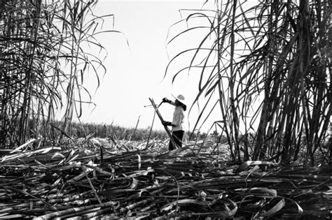 사탕수수를 수확하는 소녀