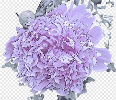 라벤더 꽃 라일락 보라색 컷 꽃 바이올렛 공장 수 국과 꽃을 잘라 꽃 수국과 Png Pngwing