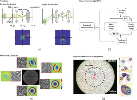 review of bio optical imaging systems with a high space bandwidth product