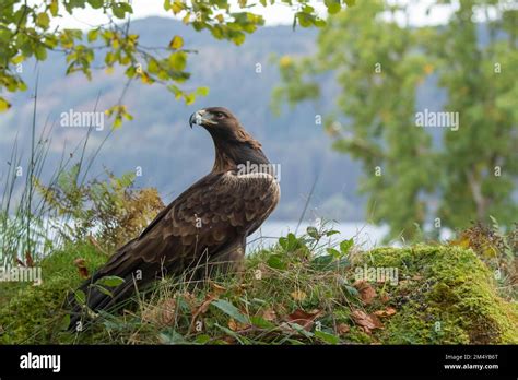 Golden Eagle Aquila Chrysaetos Adult Bird In A Forest Scotland