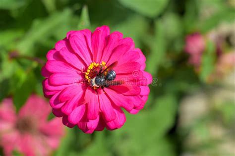 Black Wasp On Flower Sucking Flower Nectar Stock Image Image Of Closeup Orange 303588523