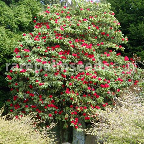 Rhododendron Arboreum Buy Seeds At