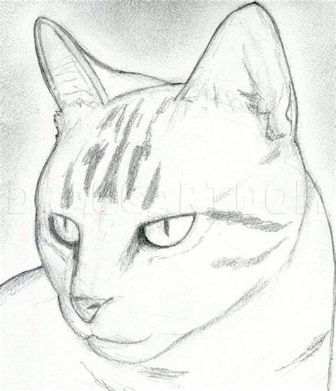 How To Draw A Cat Head Draw A Realistic Cat By Finalprodigy Dragoart Com