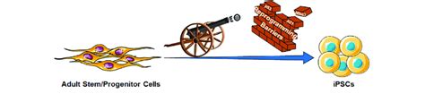 a schematic representation of the proposed theory the removal of