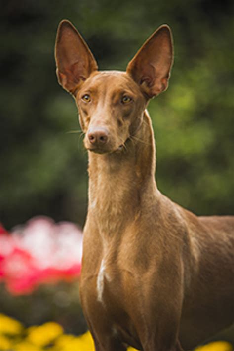 Pharaoh Hound