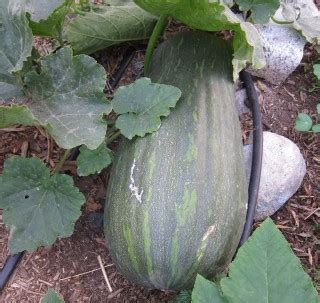 Why Is My Squash Bitter Root Simple