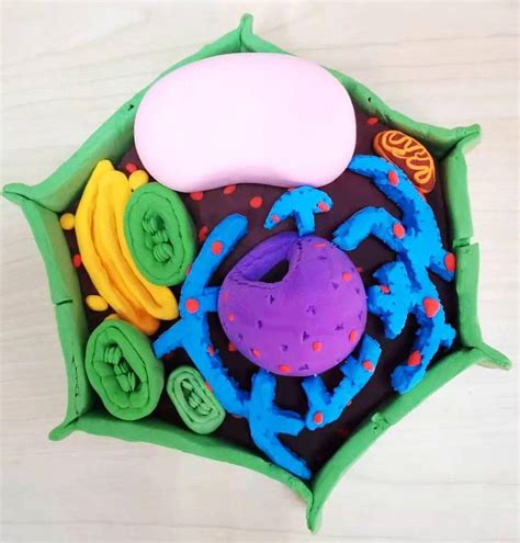 当手作遇到匠心 高一生物组举行“真核细胞三维结构模型构建”比赛 建构