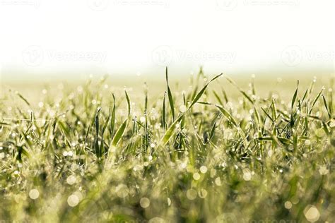 Sprouted Wheat Dawn Sun 9508823 Stock Photo At Vecteezy