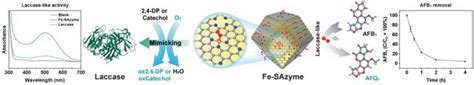 A Bioinspired Single‐atom Fe Nanozyme With Excellent Laccase‐like