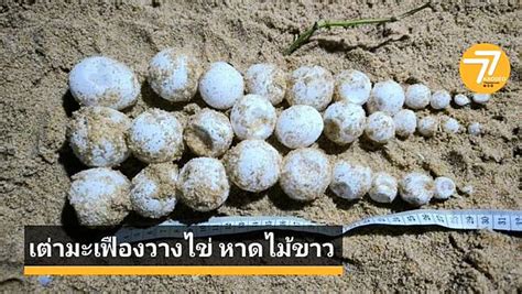 พบ “เต่ามะเฟือง” วางไข่ 137ฟอง หาดไม้ขาว อ ถลาง 77kaoded Line Today