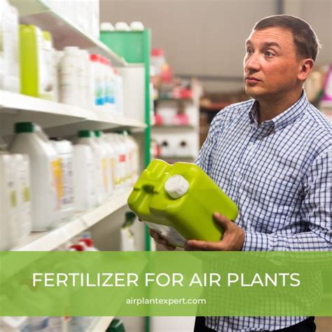 How To Fertilize Air Plants Feeding Guide Air Plant Expert