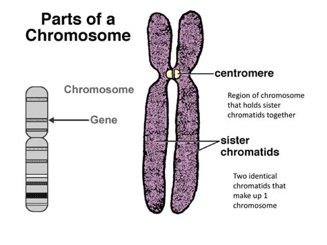 Ccr Biology Dsl List 5 Of Your Genetic Traits You Want To Pass On To