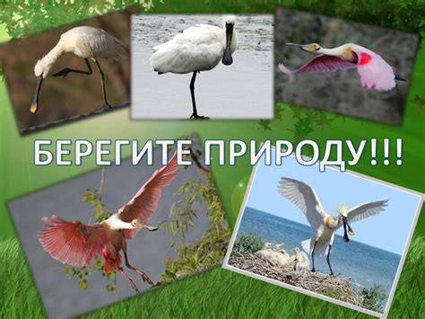 Птицы Красной книги России презентация онлайн