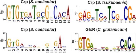 Central Motifs Of Crp Binding Sequences In S Coelicolor S Download Scientific Diagram