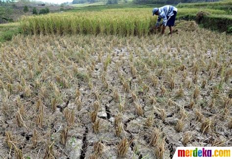 Foto Kemarau Ribuan Hektare Tanaman Padi Di Jonggol Gagal Panen