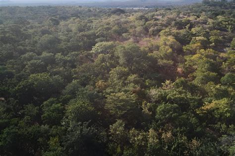 ¿plantar árboles Para Combatir El Cambio Climático Es Una Completa