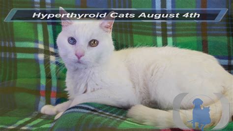 Hyperthyroid Cats August 4th Youtube