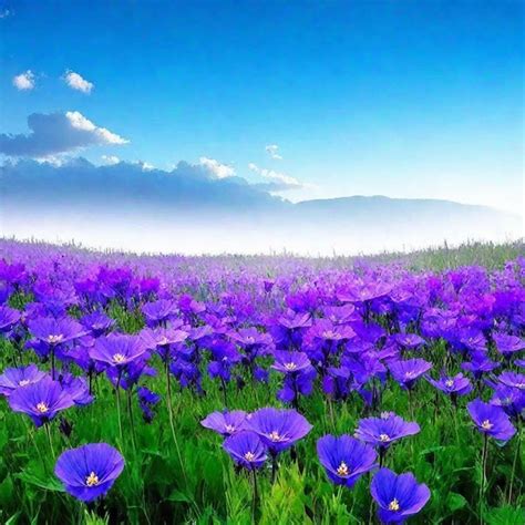 1000 Blueviolet Pictures