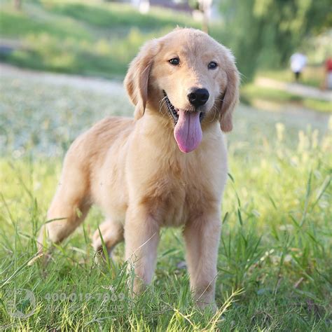 金毛寻回犬 金毛犬 编号10171504 宝贝它