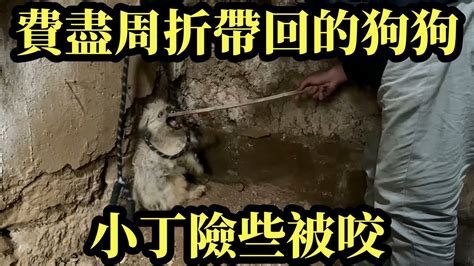 救助回来的流浪狗恢复的情况 YouTube