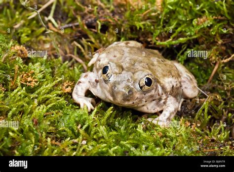 The Plains Spadefoot Toad Spea Bombifrons Ranges From Southwestern