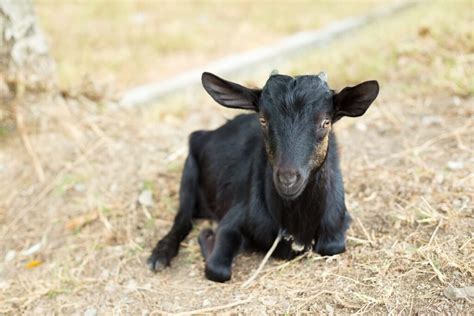 Black Bengal Goat Farming Information Guide