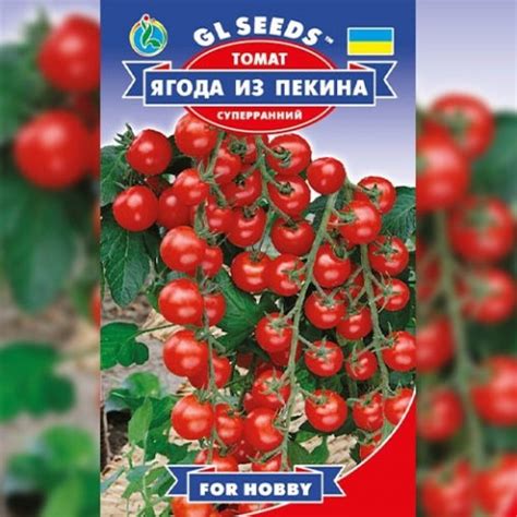 Томат Ягода из Пекина китайский черри - купить семена в Украине дешево ...