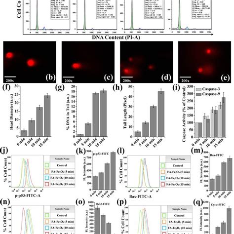Morphological Changes Of FAFe2O3 0 1 Mg Ml1 For 24 H Treated HCT 116