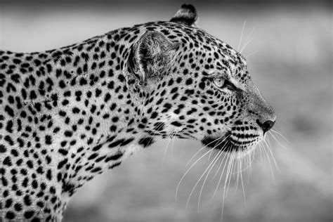 Leopard In Profile Photographic Print For Sale
