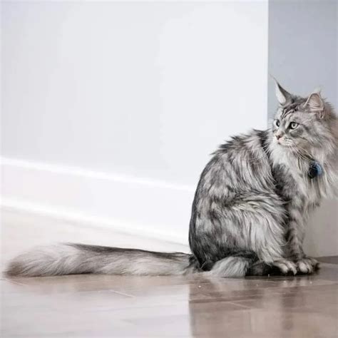 El Secreto Detrás De La Cola De Altair El Gato Que Tiene Una Dieta