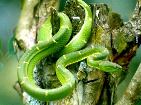 Serpiente Lora Lora O Toboba Verde La Marta