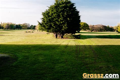 Does Bermuda Grass Grow In Shade Grass Z