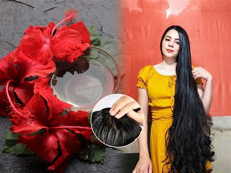 केसांची वाढ खुंटली जास्वंदाचं जादूई तेल घरीच बनवून लावा लवकर वाढतील