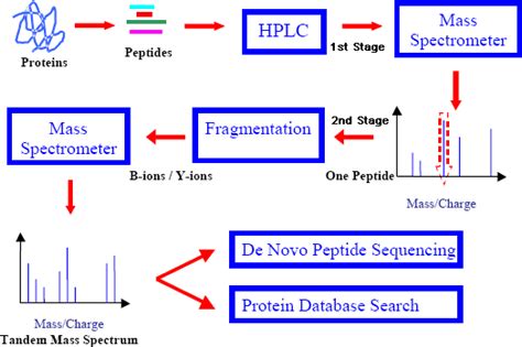 Protein Sequencing By Mass Spectrometry Proteinwalls