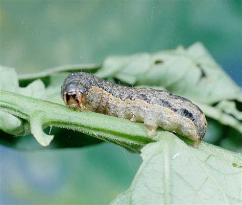 23 Tomato Pests How To Identify Treat And Prevent Them Backyard